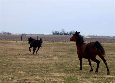 Crosswinds Farm Feeling Springy