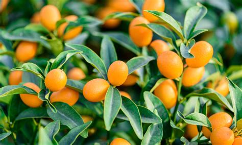 Kumquat
