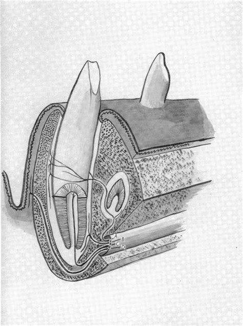Table 1 From The Peripheral Course Of The Inferior Dental Nerve Semantic Scholar