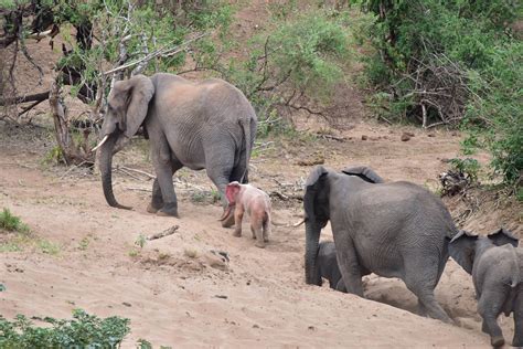 It Was Just An Ordinary Elephant Herd — Until He Spots This Behind Mom