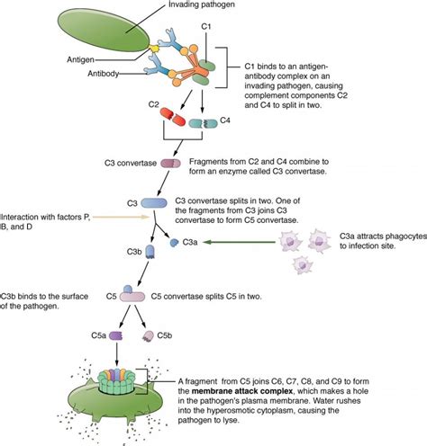 17 4 Innate Immune System Human Biology