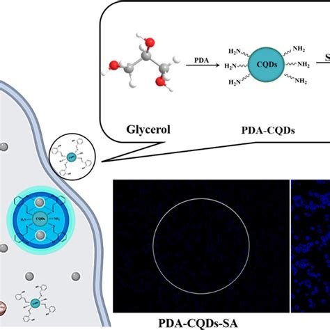 Schematic Diagram Of Pda Cqds Sa Nano Fluorescent Probe For Detection