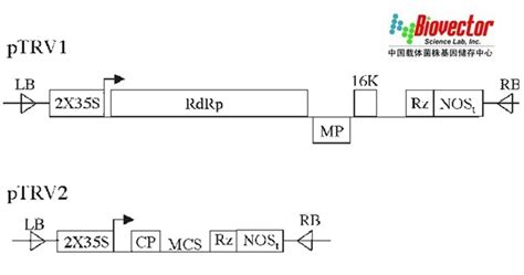 Ptrv1植物病毒介导的rnai干扰载体质粒图谱序列抗性说明书biovector Ntcc保藏中心 Biovector质粒载体菌种细胞蛋白抗体基因保藏中心 Ntcc典型培养物保藏中心