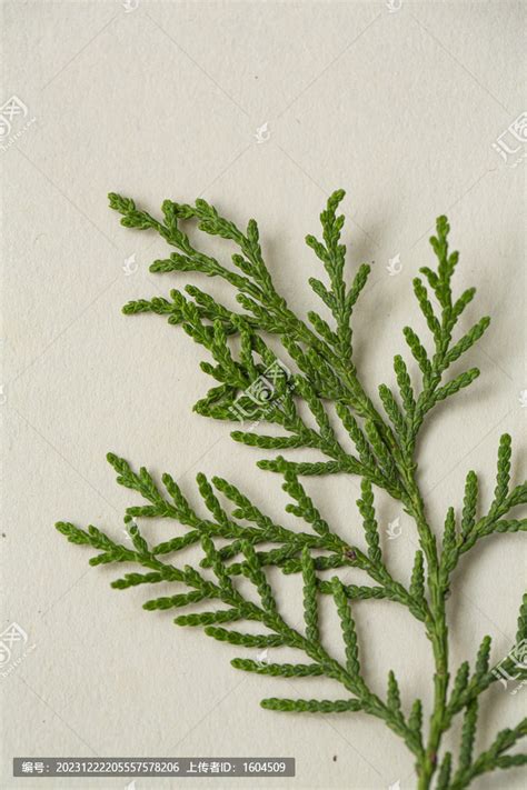 新鲜侧柏叶高清大图 农作物 植物花草 摄影素材 汇图网www huitu