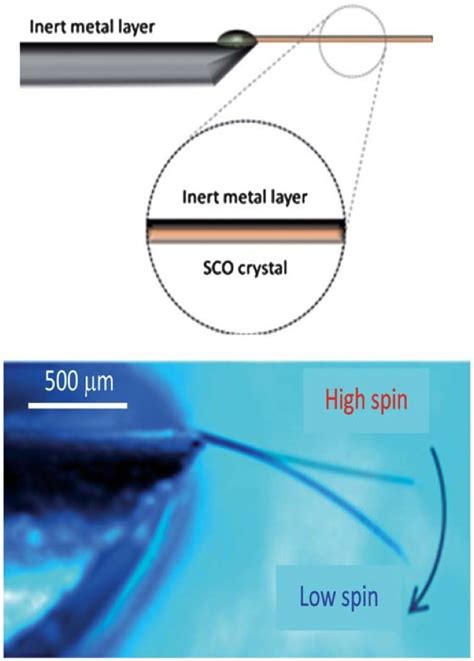 16 Sco Based Cantilever Prototype Top Bilayer Strip Composed Of A Download Scientific