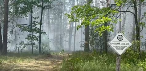 Губернатор Артамонов Пожар в Липецкой области охватил 300 га введён режим ЧС