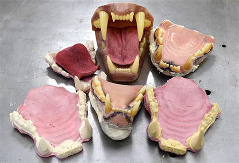 현재 한국에서 가장 수준높은 호랑이 박제 Dprime