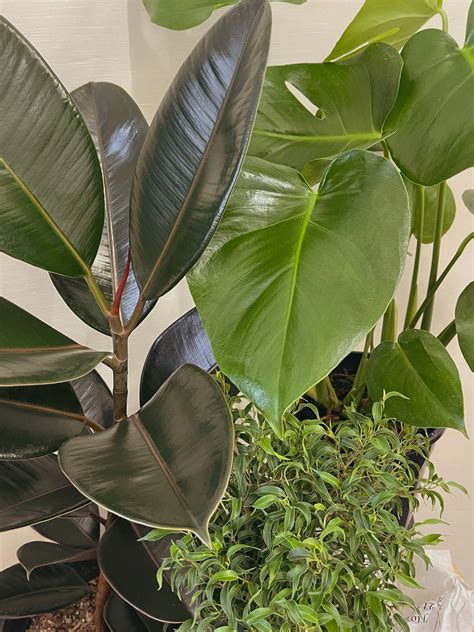Large And Lucious Our Sizeable Plant Range Flowers Et Cetera