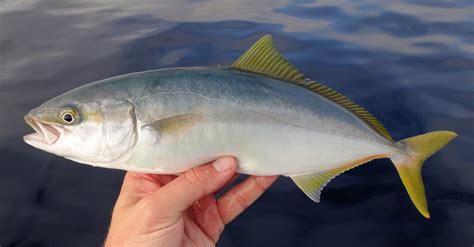 Yellowtail Mexico Fish Birds Crabs Marine Life Shells And