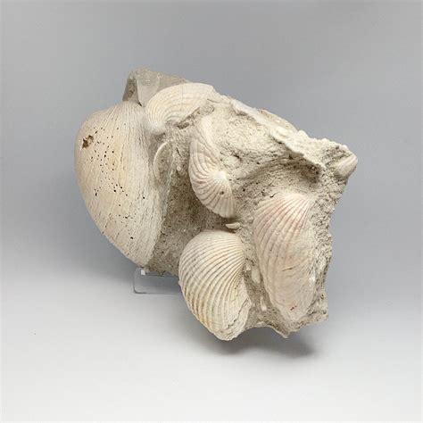 Fossilized Clam In Matrix Rocks And Gems Canada