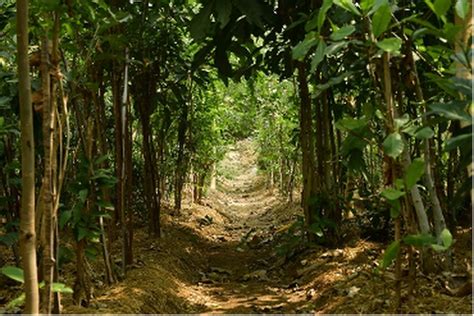 To Tackle Climate Change And Pollution The Brihanmumbai Municipal Corporation Bmc Recently