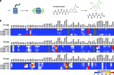 Peptide Library Screenings A Principle Of Clpp Peptidase Assay Download Scientific Diagram