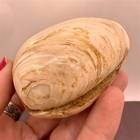 bivalve fossil from madagascar clamshell fossil from the late jurassic age rare find old stock