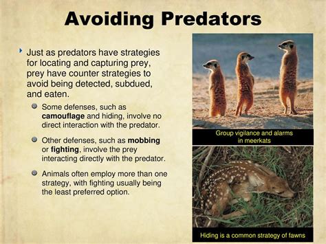 Predator Prey Interactions Ppt Download
