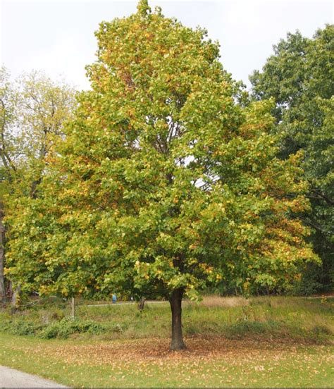 Acer Species Gardeners Hq Tree Growing Guide