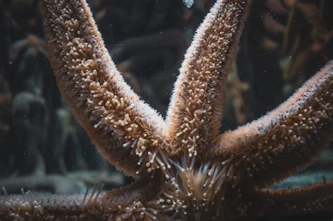 This Is Why Starfish Will Risk Being Eaten Just To Have Gay Sex