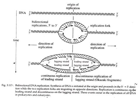 Bidirectional Replication Fork