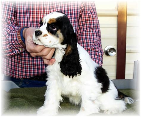 Flying F Farms And Kennels The Kennels Current Puppies