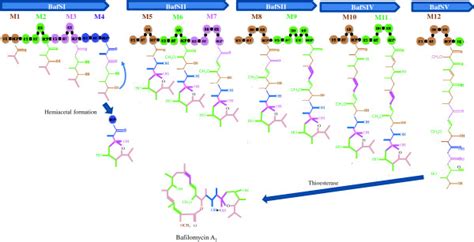 Architecture Of Modular Polyketide Synthase In The Biosynthesis Of Download Scientific Diagram
