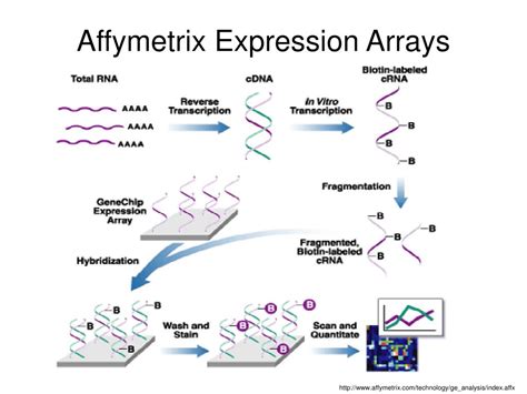 Ppt Introduction To Affymetrix Microarrays Powerpoint Presentation Free Download Id 4608786