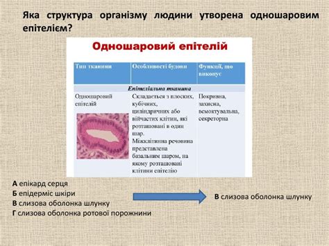 Будова тіла людини Підготовка до ЗНО з біології