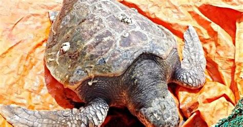 태안 앞바다에서 발견된 붉은바다거북 사체