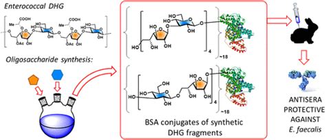 模仿荚膜多糖二杂聚糖的合成低聚物是针对封装的肠球菌感染的潜在疫苗候选者。 Acs Infectious Diseases X Mol