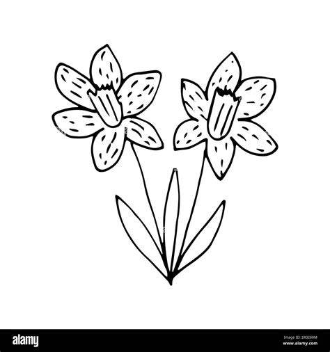 Wild Daffodil Flower Stock Vector Images Alamy