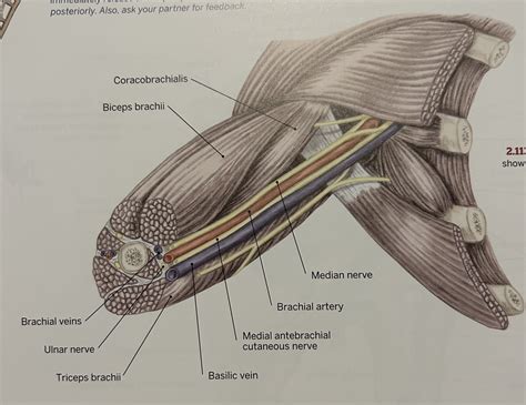 1103 Need To Know Sternoclavicular Joint Diagram Quizlet