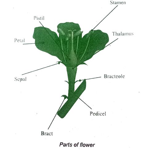 Tamil Solution Explain The Parts Of A Flower With A Neat Labelled D