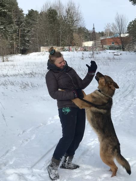 Всем добрый день пропала собака по улице юности 46 Порода овчарка отзывается на кличку Дик