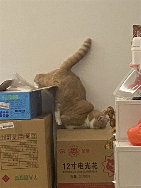 удобно пиздец котэ прикольные картинки с кошками смешные картинки и другие приколы