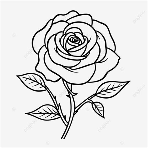 개요 스케치 드로잉 사용을 위한 장미 색칠 페이지 벡터 장미 꽃 그리기 장미 꽃 개요 장미 꽃 스케치 Png 일러스트 및
