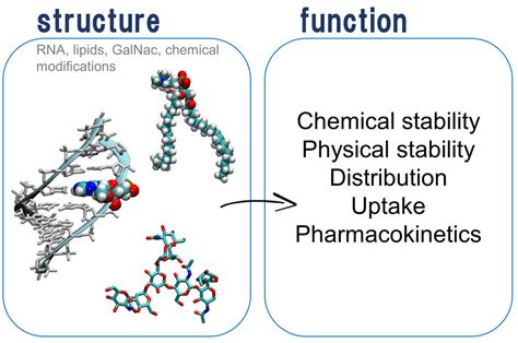 Stem Loop Structure And Function