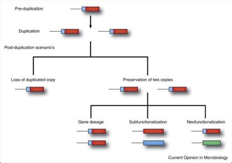 Possible Fates Of Duplicated Genes The Most Common Outcome Of Gene