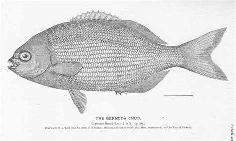 Kyphosus Sectatrix Facts Diet Habitat And Pictures On Animaliabio