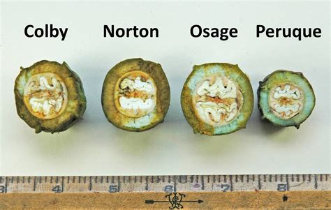 Northern Pecans Pecan Cultivars Checking On Kernel Development