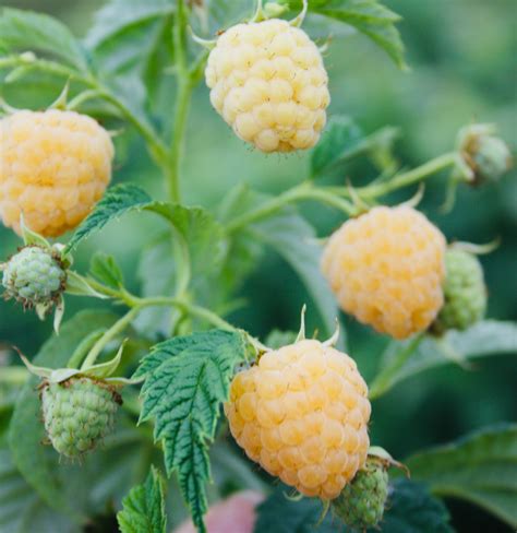 Anne Yellow Raspberry Bare Root Plant Production Lareault