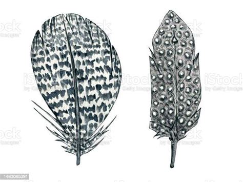 흰색 배경에 격리된 손으로 그린 수채화 깃털 Woodland는 어린이 디자인 엽서 포스터 및 인쇄물을 위한 손으로 그린 자연 삽화를 그렸습니다 보육 디자인을 위한 클립 아트