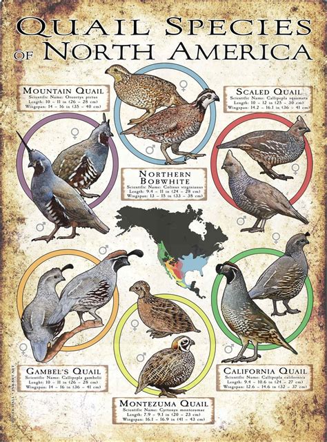 Quail Species Of North America Etsy
