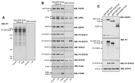Effects Of Fus Expression On Signaling Proteins A And B Cultures Of Download Scientific