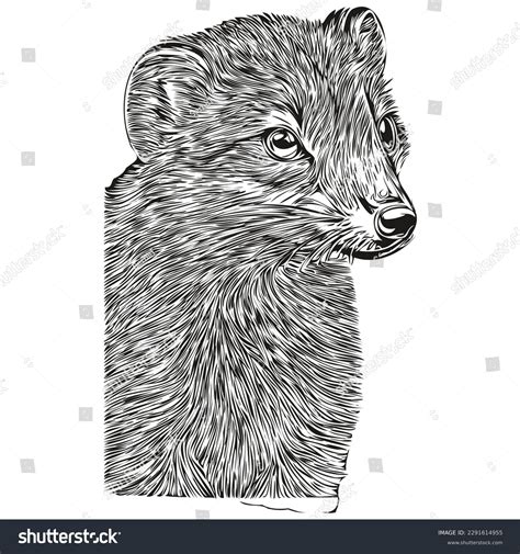 Funny Cartoon Mongoose Line Art Illustration Stock Vector Royalty Free