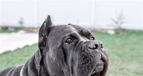 Плюсовете и минусите на Кане Корсо Кучета Dogsandcatsbg