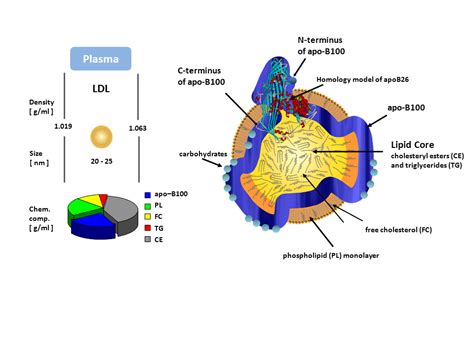 Hdl Vs Ldl Structure