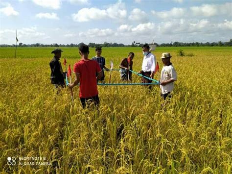 ပိုင်ကျုံမြို့ နောင်ဘိုကြီးကျေးရွာ၌ မျိုးကောင်းမျိုးသန့် ဆင်းသုခမိုးစပါးစံကွက်ရိတ်သိမ်း