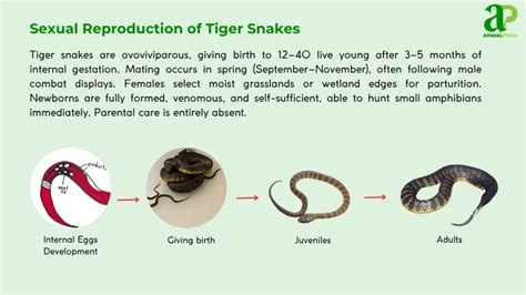 Tiger Snakes Venomous And Agile Species Guide