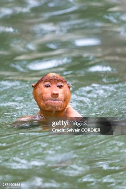 Monkey Swimming Photos And Premium High Res Pictures Getty Images