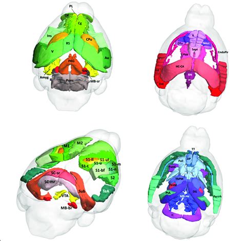 Anatomy Map Allen Developing Mouse Brain Atlas Allen