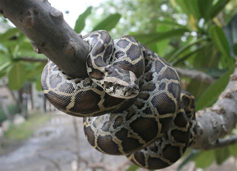 Burmese Python Invasion Impact On Floridas Ecosystem