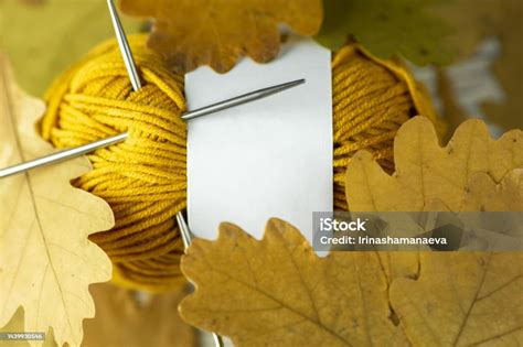 뜨개질을 위한 노란 실 공 나무 배경에 노란색 가을 참나무 잎이 있는 원사 원사 제조 회사 모형 0명에 대한 스톡 사진 및 기타 이미지 Istock